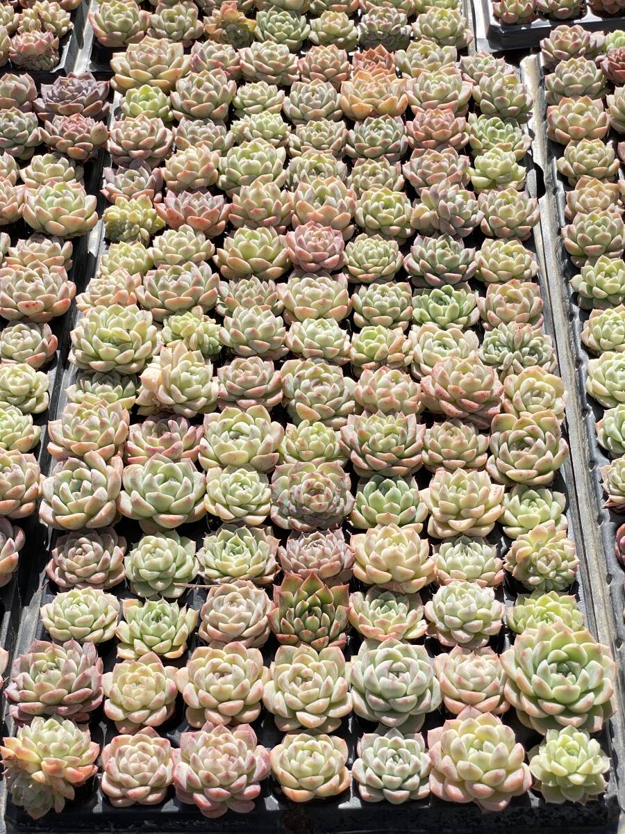 Yahoo!オークション - 105株 B257-1 多肉植物 エケベリア 月影飴心 観...