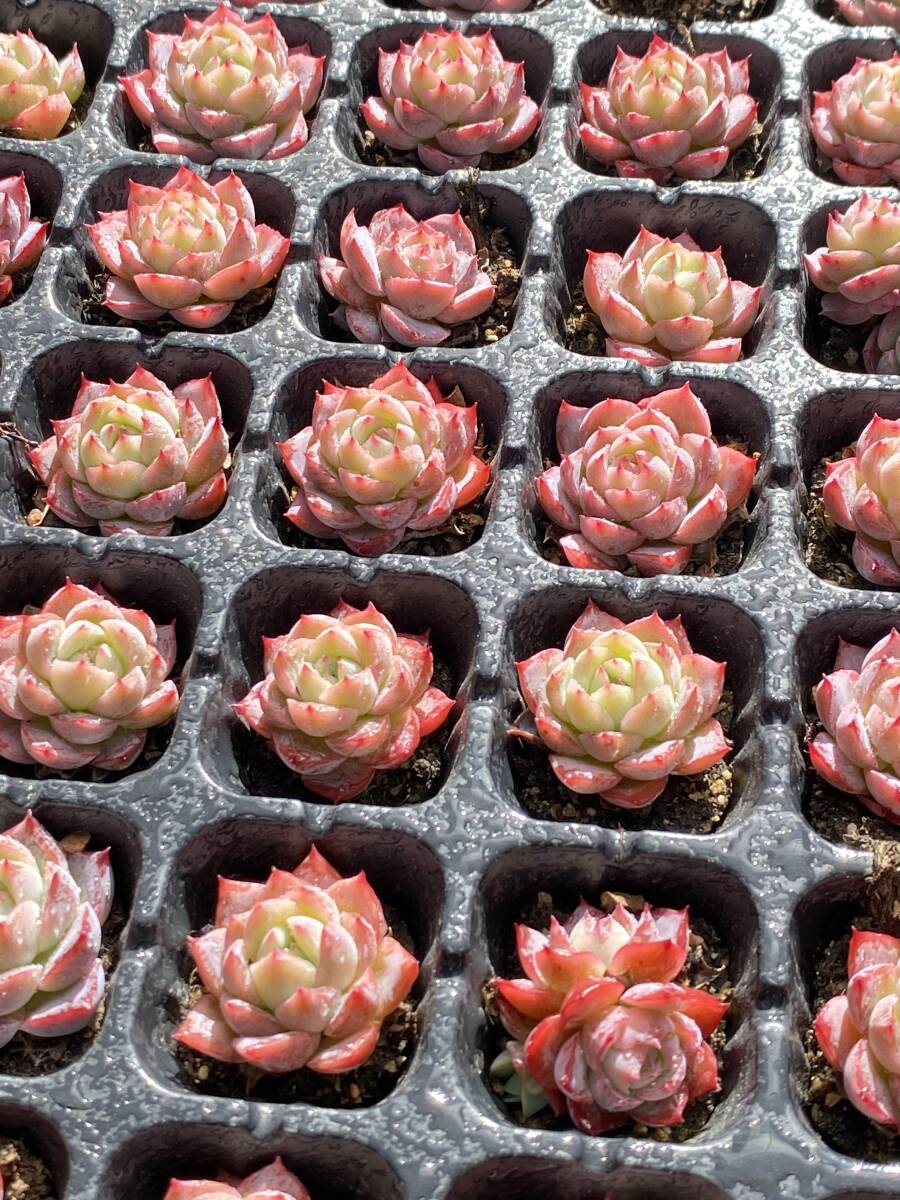 Yahoo!オークション - 72株 B267-1 多肉植物 エケベリア ぼっち星 観葉...