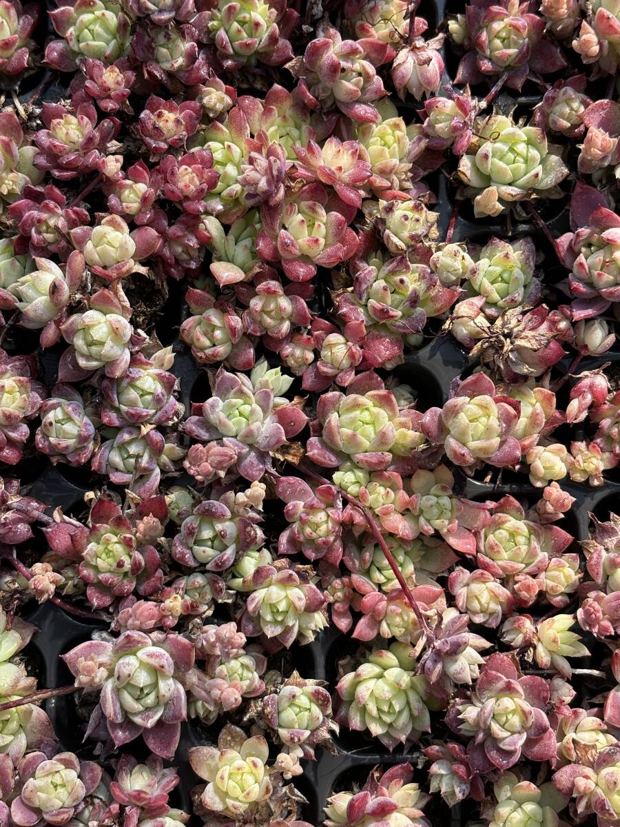 Yahoo!オークション - 128株 B315-1 多肉植物 エケベリア マンレン 観...