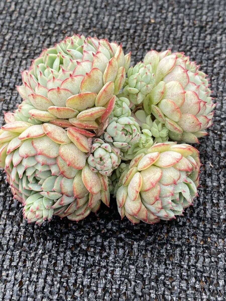 Yahoo!オークション - 35株 C614-4 多肉植物 エケベリア 赤い船 観葉植...