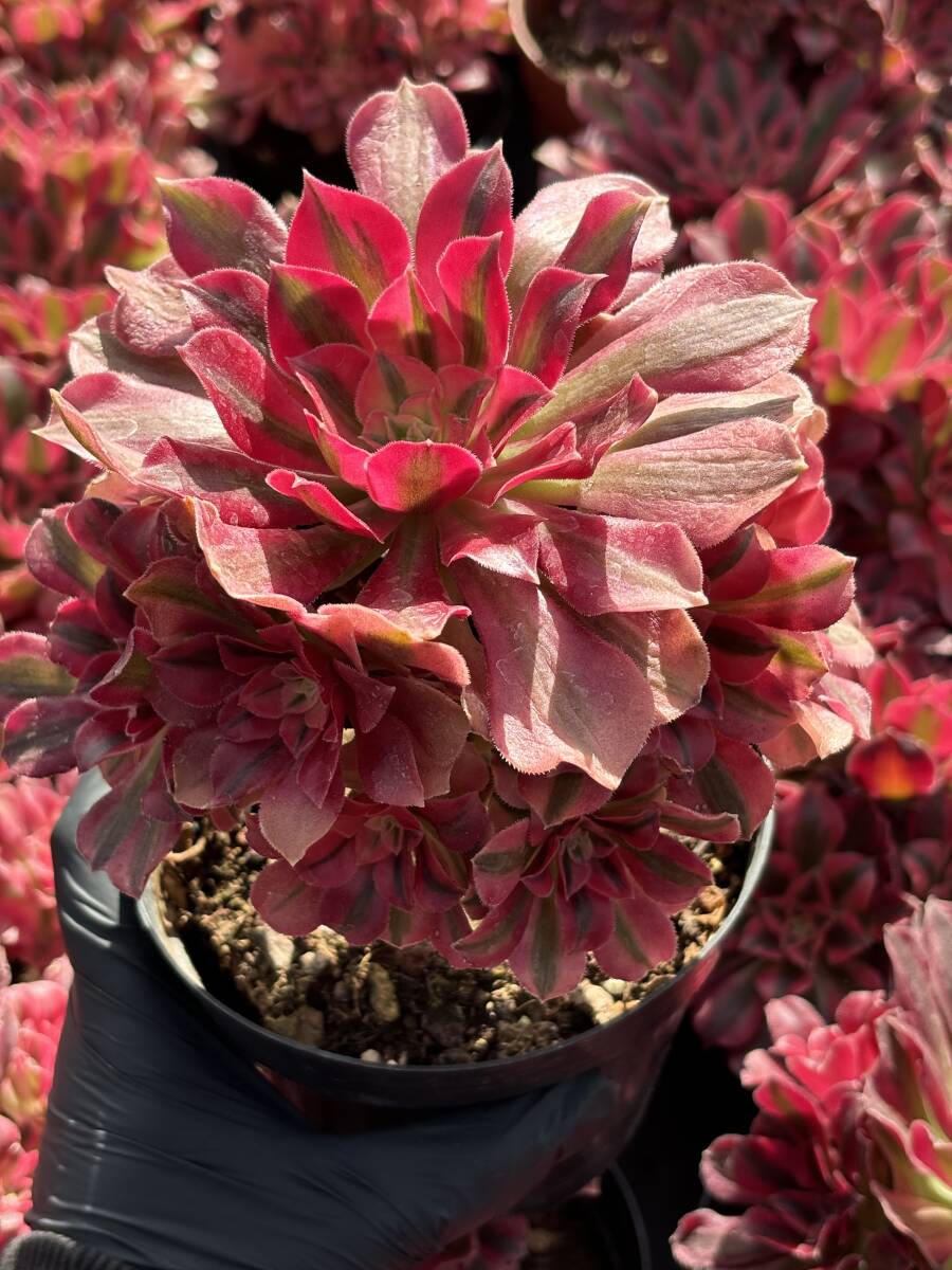 Yahoo!オークション - 25株 C636-4 多肉植物 エケベリア ピンクウイッ...