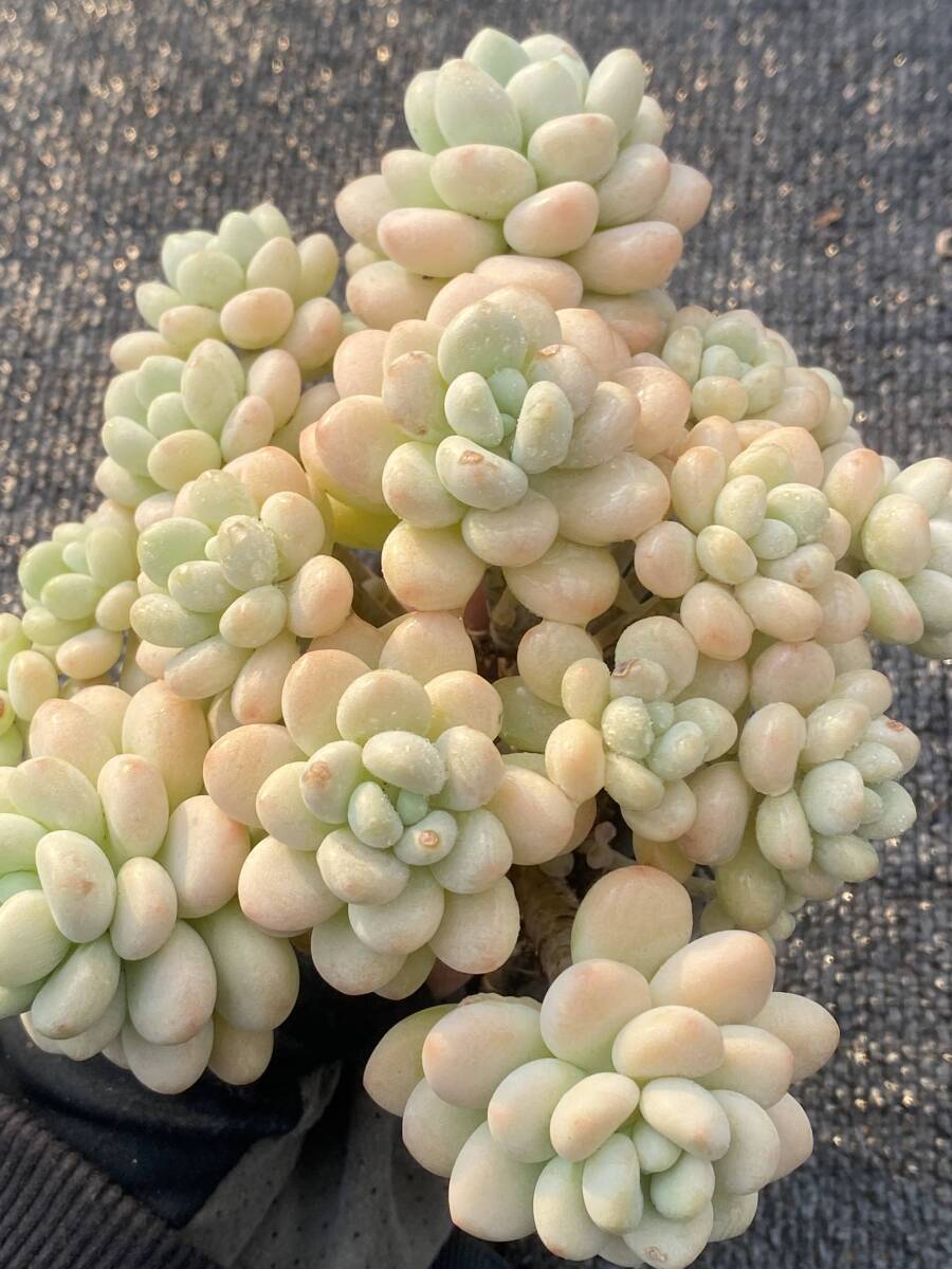 Yahoo!オークション - 18株 C616-7 多肉植物 エケベリア ロココ 観葉植...