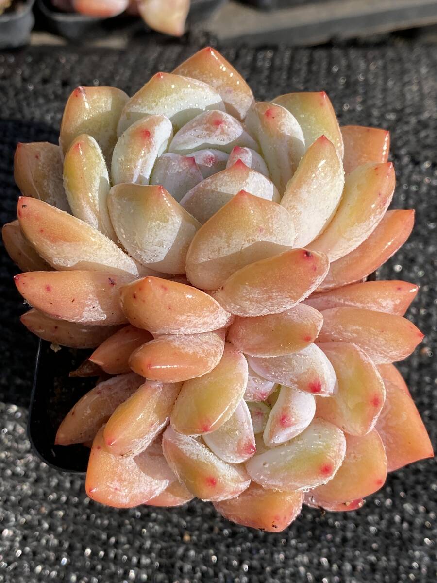 Yahoo!オークション - 15株 C-C121-3 多肉植物 エケベリア 韓橙 観葉植...