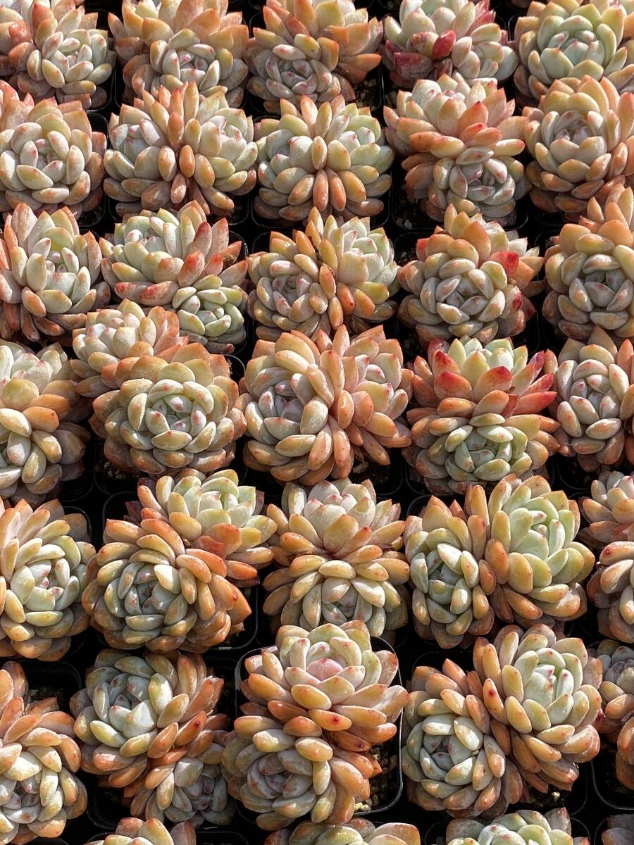 Yahoo!オークション - 15株 C-C121-3 多肉植物 エケベリア 韓橙 観葉植...