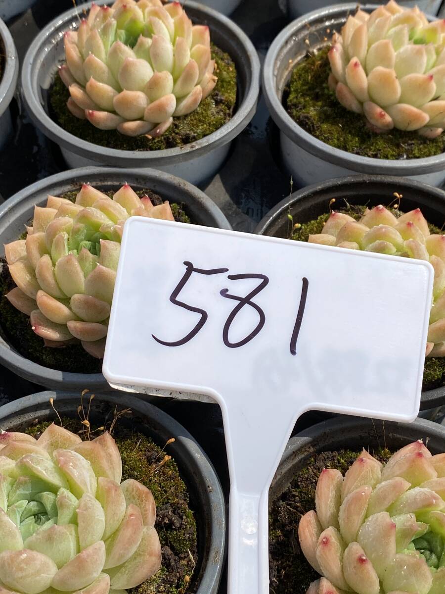 Yahoo!オークション - 24株 F581-2 多肉植物 エケベリア 氷橙 サボテン...