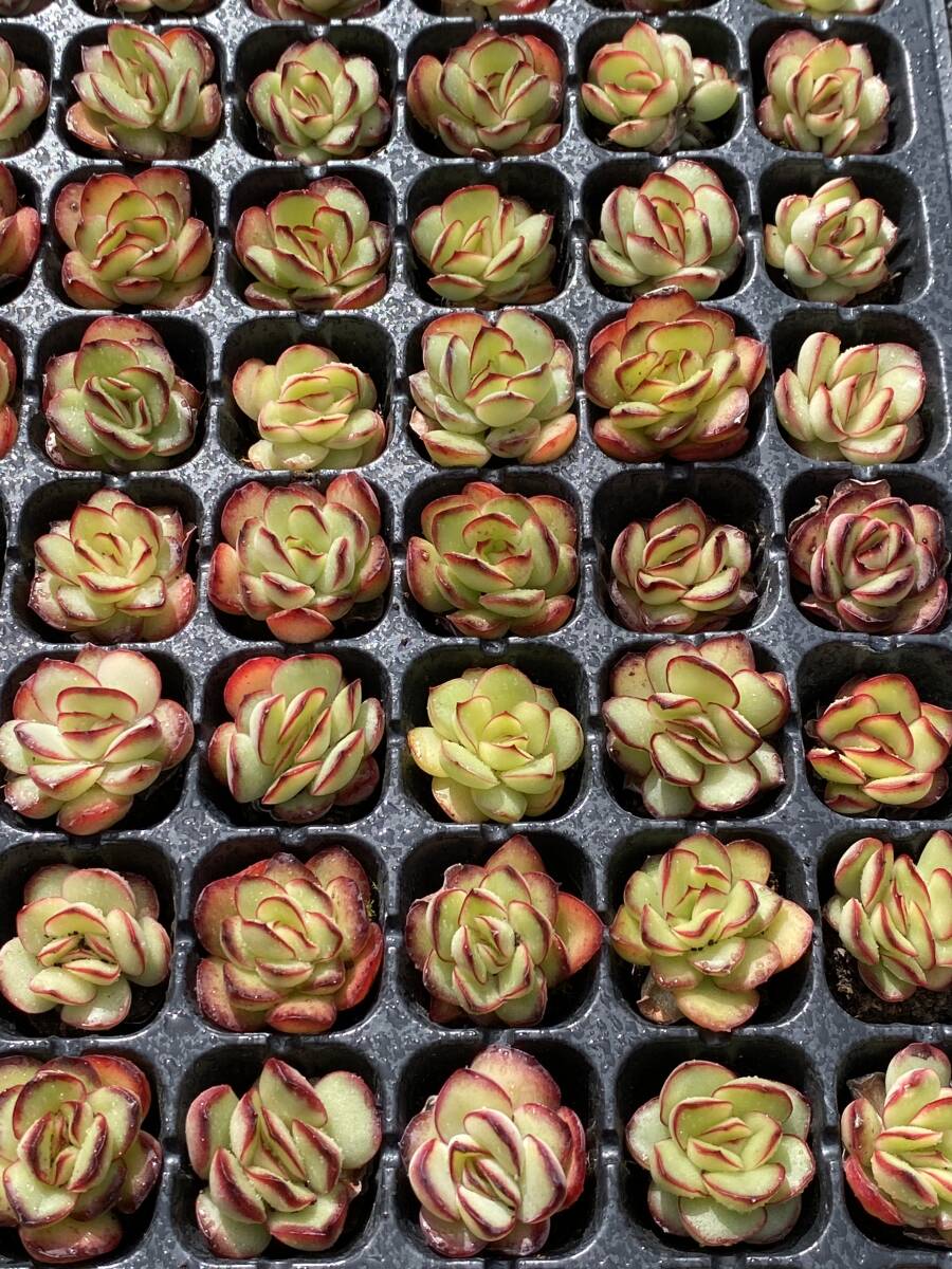 Yahoo!オークション - 128株 G732-1 多肉植物 エケベリア 麗隠し 観葉...