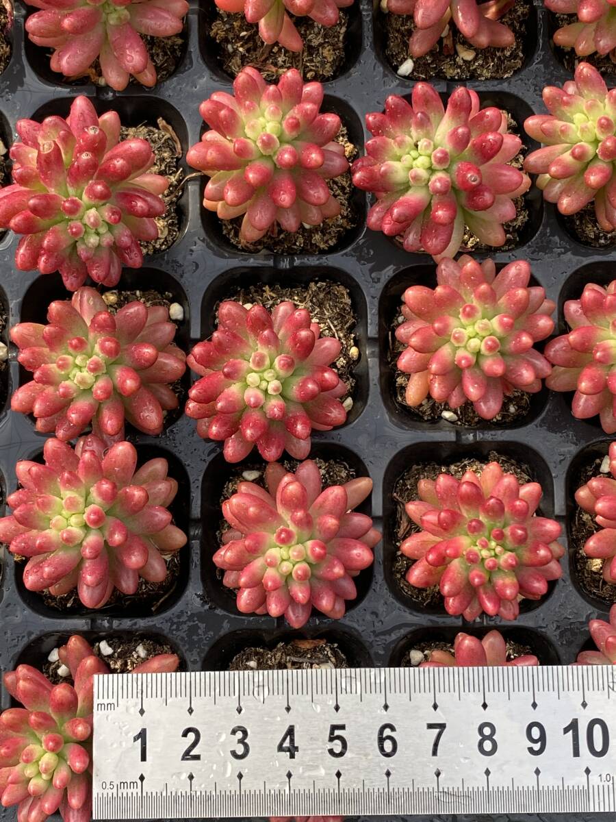 Yahoo!オークション - 72株 H98-1 多肉植物 エケベリア 虹の玉錦 サボ...