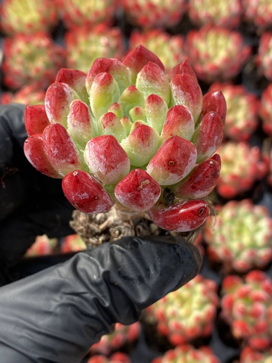 Yahoo!オークション - 72株 H121-1 多肉植物 エケベリア 青いりんご サ...