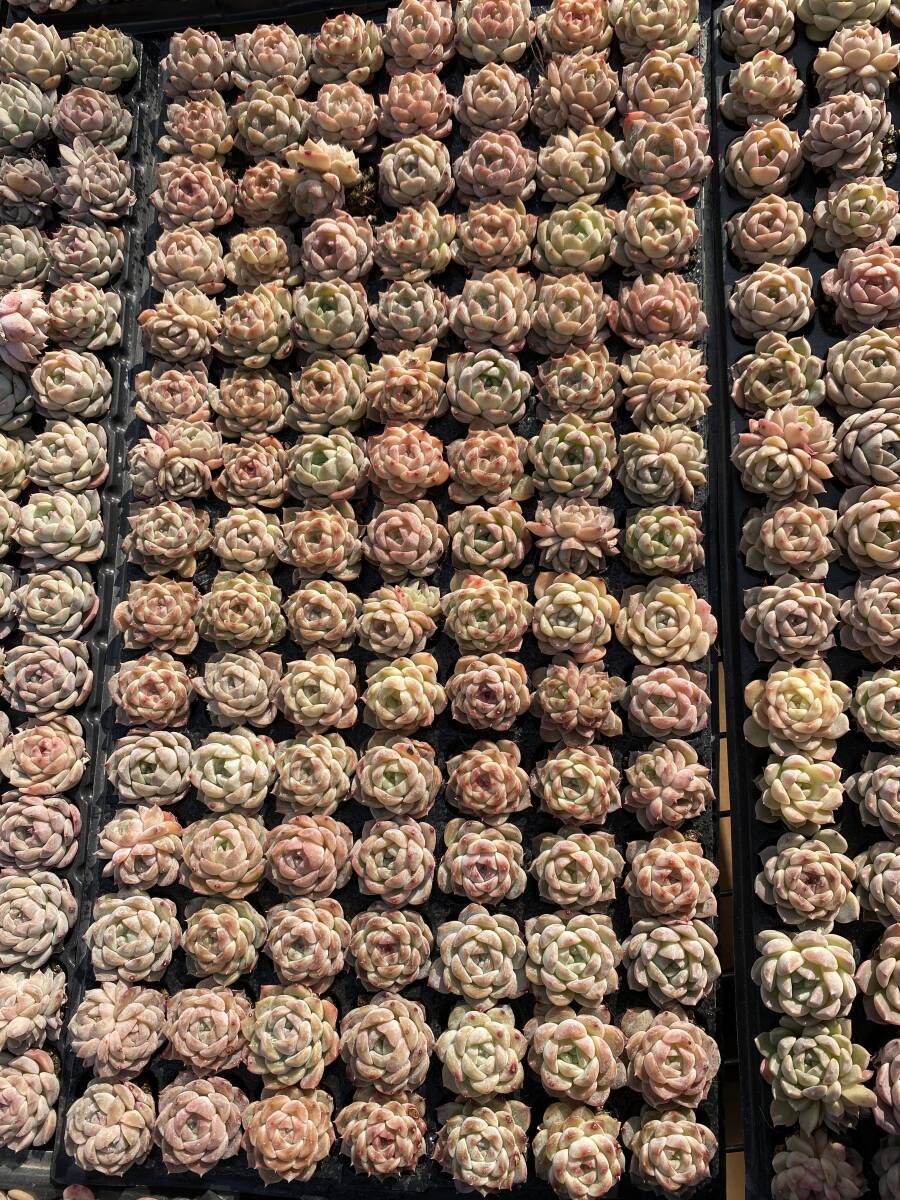 Yahoo!オークション - 105株 H243-1 多肉植物 エケベリア 氷はく サボ...