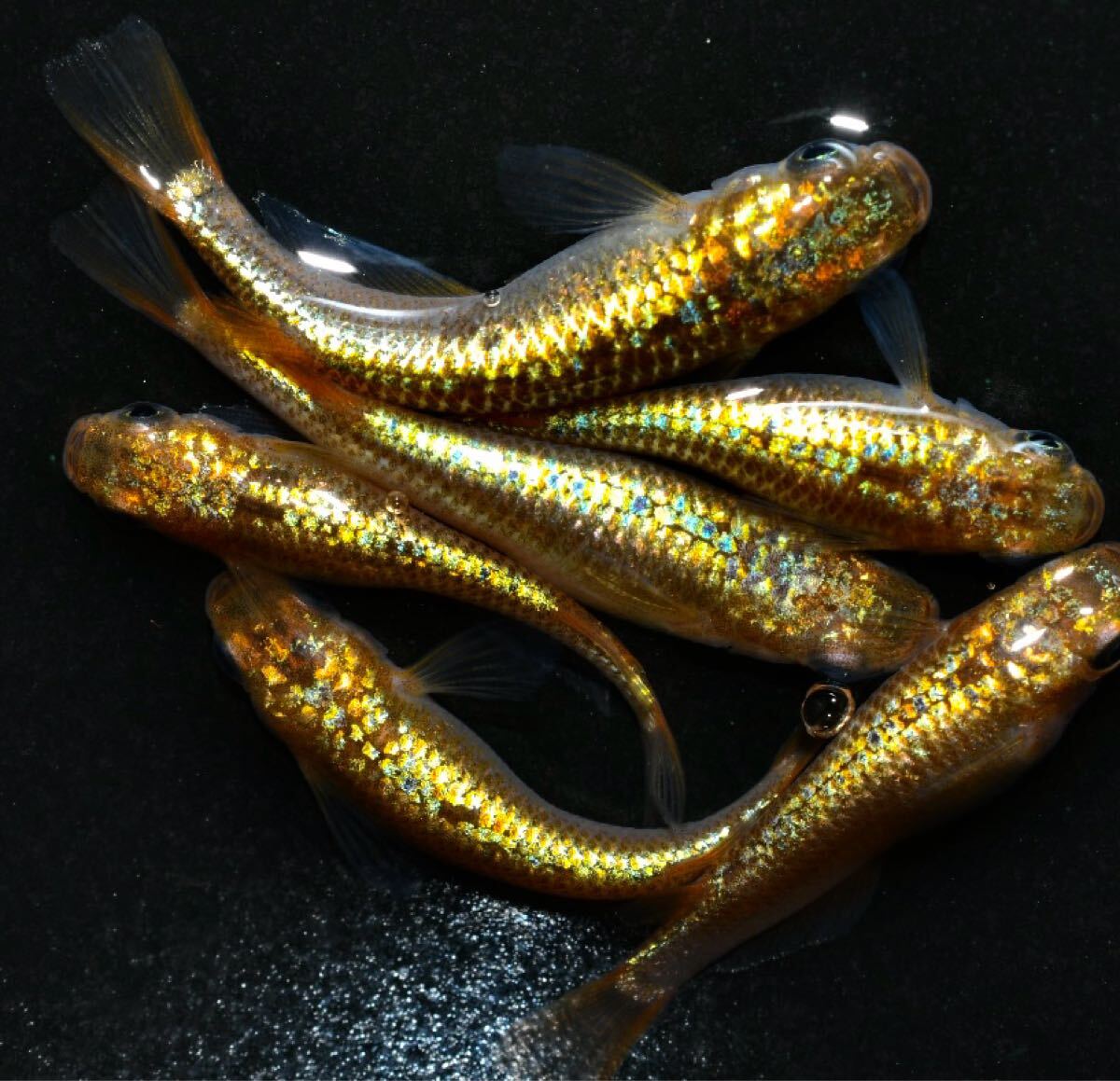 Yahoo!オークション - 【ayaめだか】スフィンクス 3ペア C-28