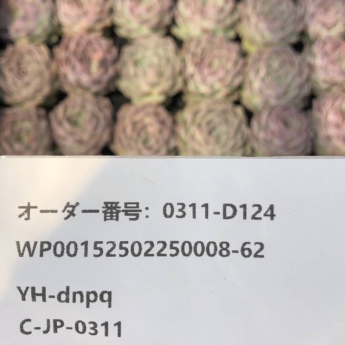 Yahoo!オークション - エケベリア24個 0311-D124 ギロhyb 多肉植物 カ...
