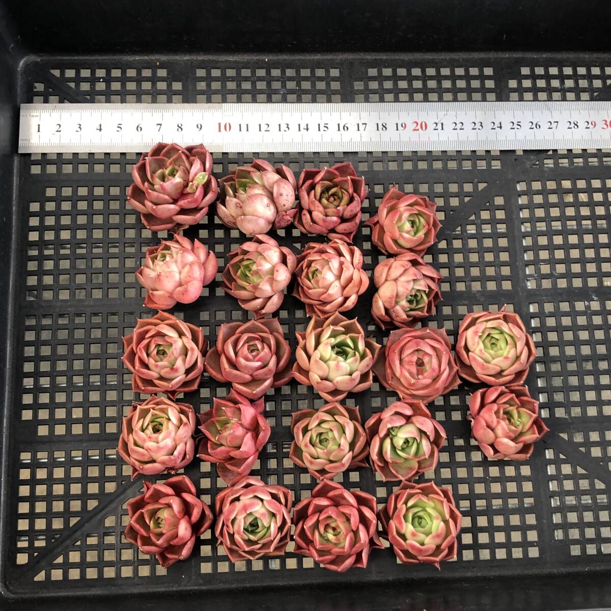 Yahoo!オークション - エケベリア22個 0311-D203 ベルバラロンギシマ x...