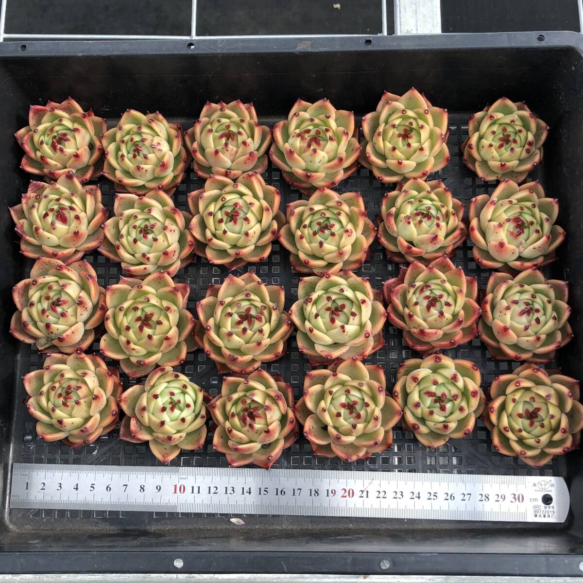 Yahoo!オークション - エケベリア24個 0311-D257 ブルードラゴン 多肉...