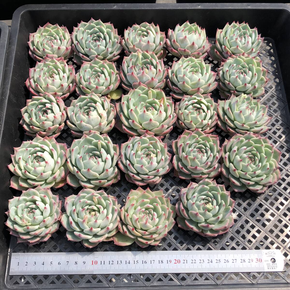 Yahoo!オークション - エケベリア24個 0318-D116 チワワエンシス Hyb ...