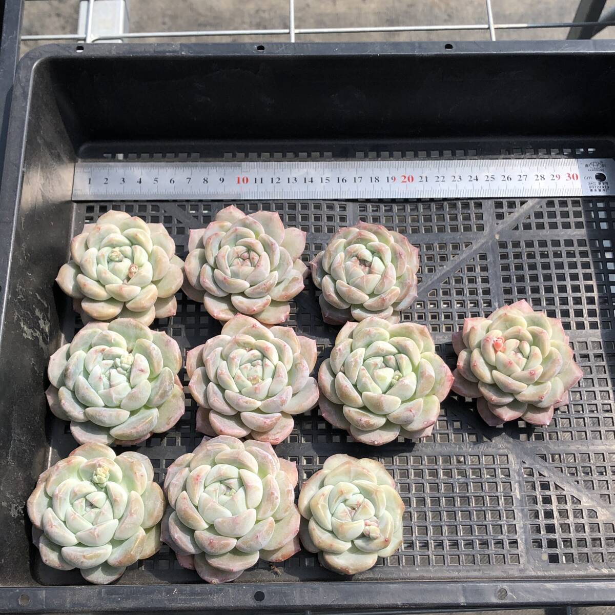 Yahoo!オークション - エケベリア10個 0318-D126 スノーバニーhyb 多肉...