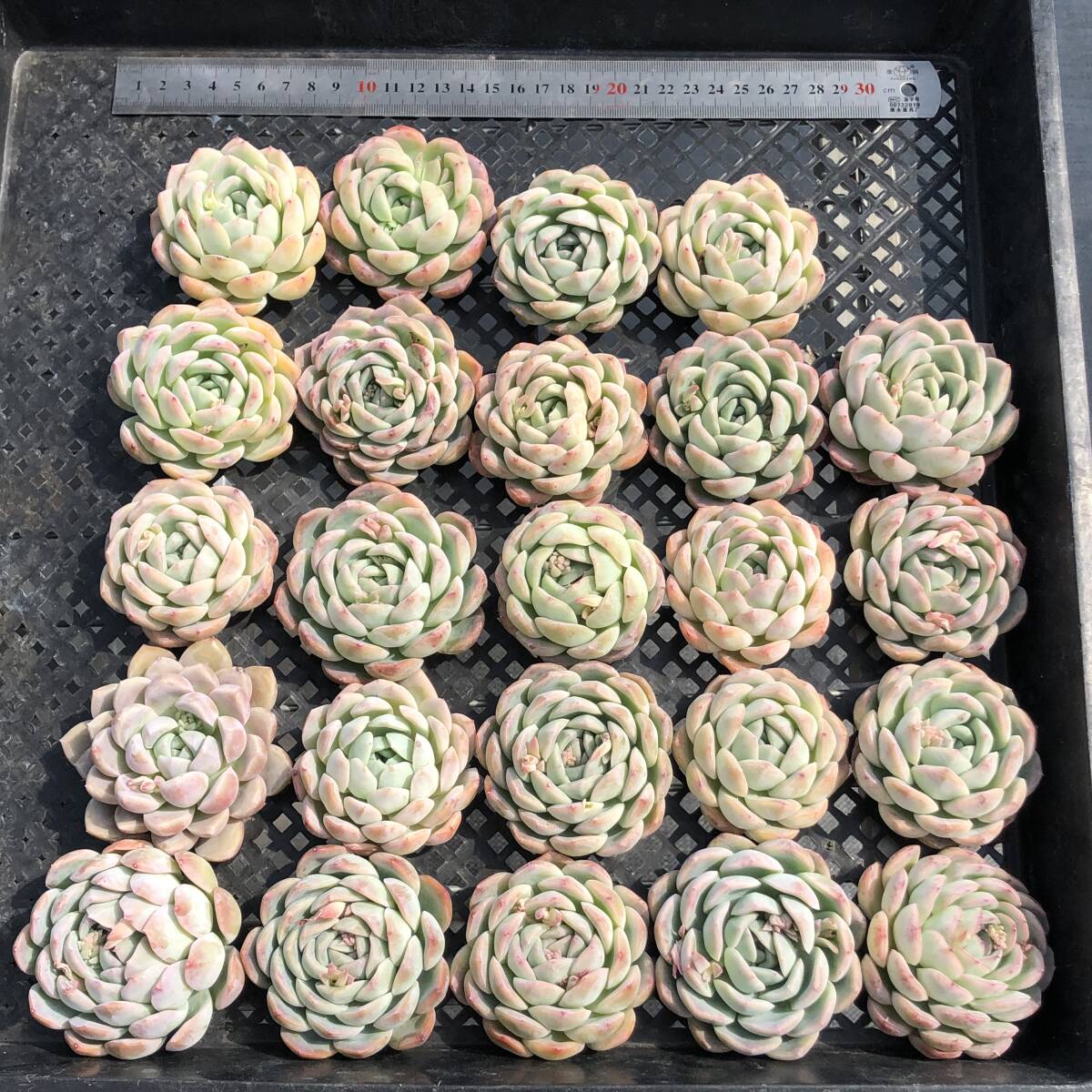 Yahoo!オークション - エケベリア24個 0318-D175 スリョン 多肉植物 カ...