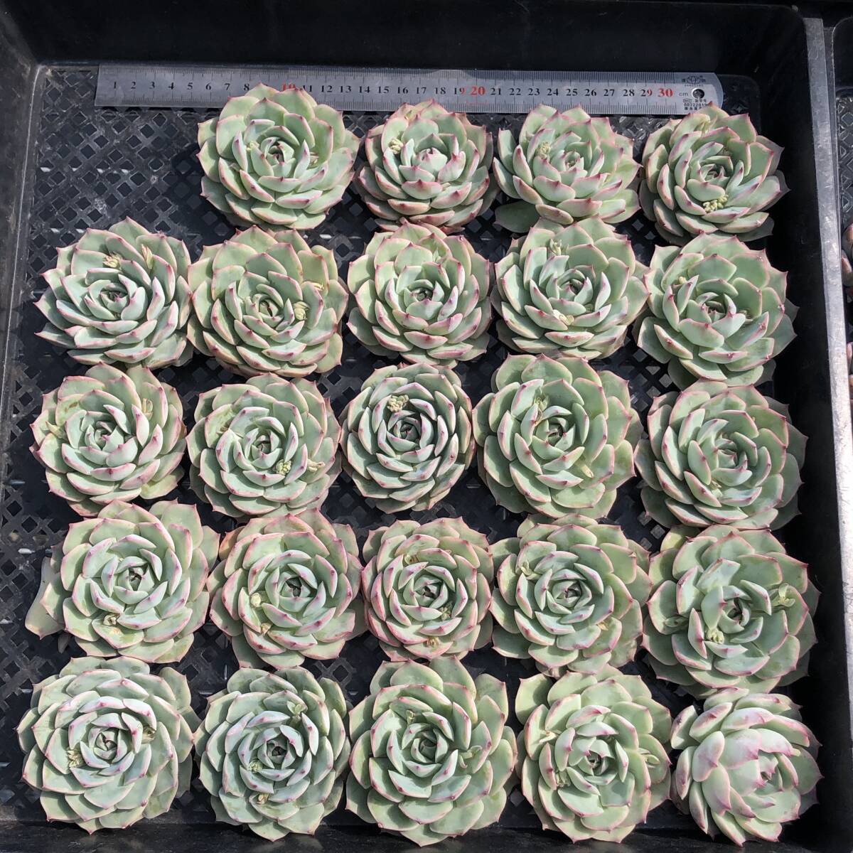 Yahoo!オークション - エケベリア24個 0318-D177 ピンクチップス 多肉...