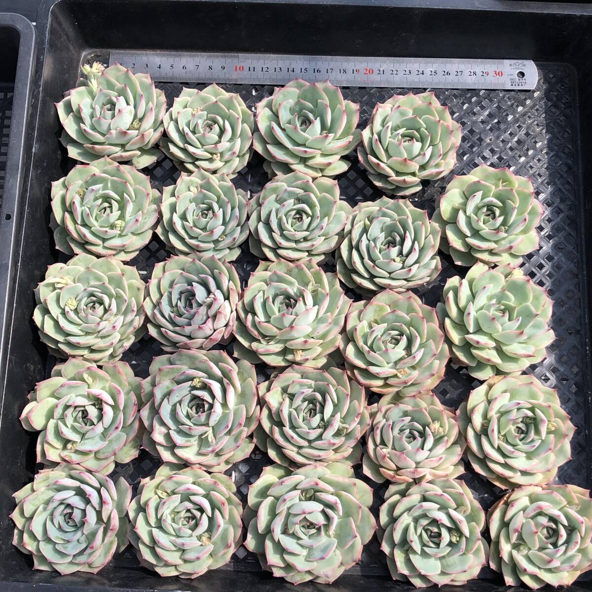 Yahoo!オークション - エケベリア24個 0318-D178 ピンクチップス 多肉...