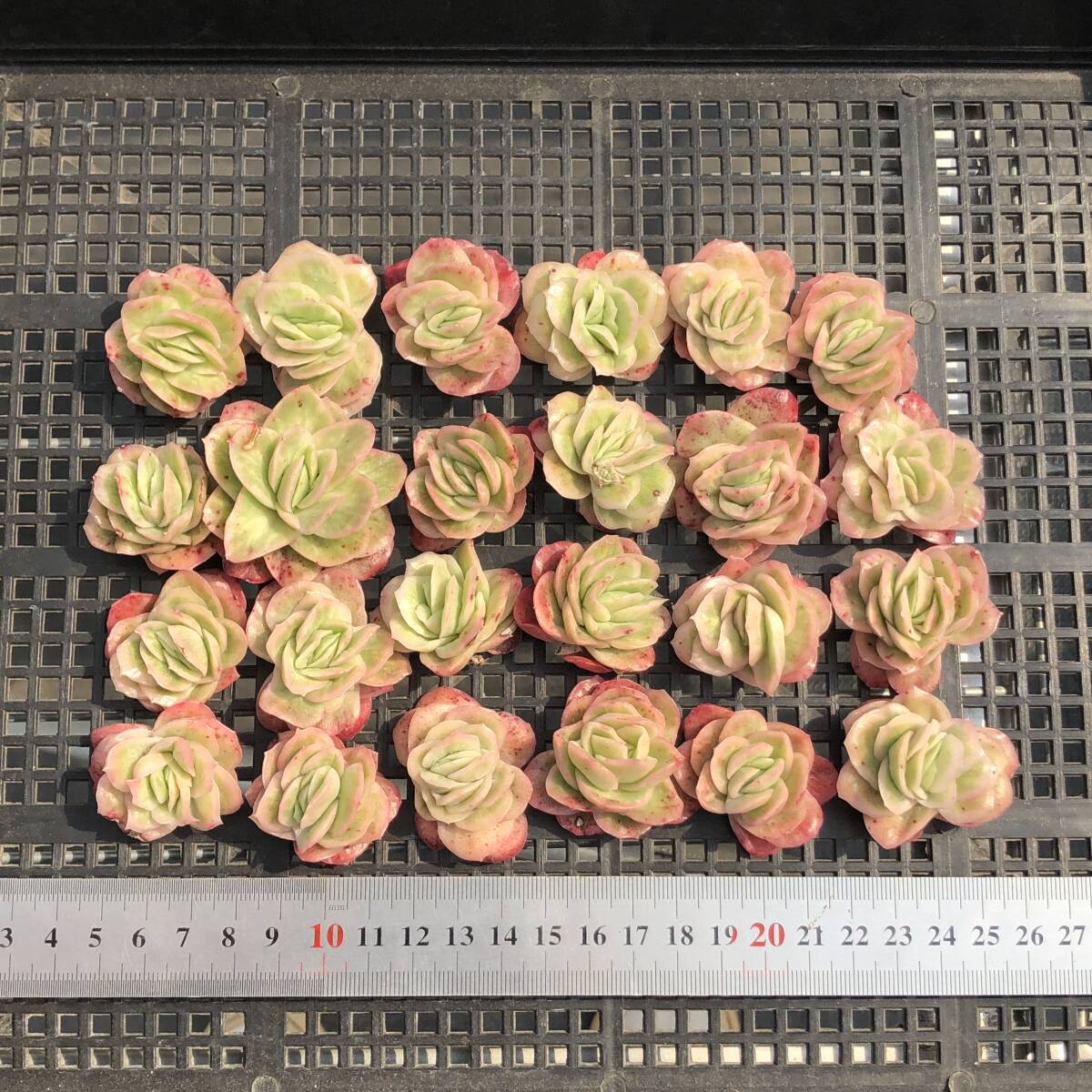 Yahoo!オークション - エケベリア24個 0318-D191 アイスローズ錦 多肉...