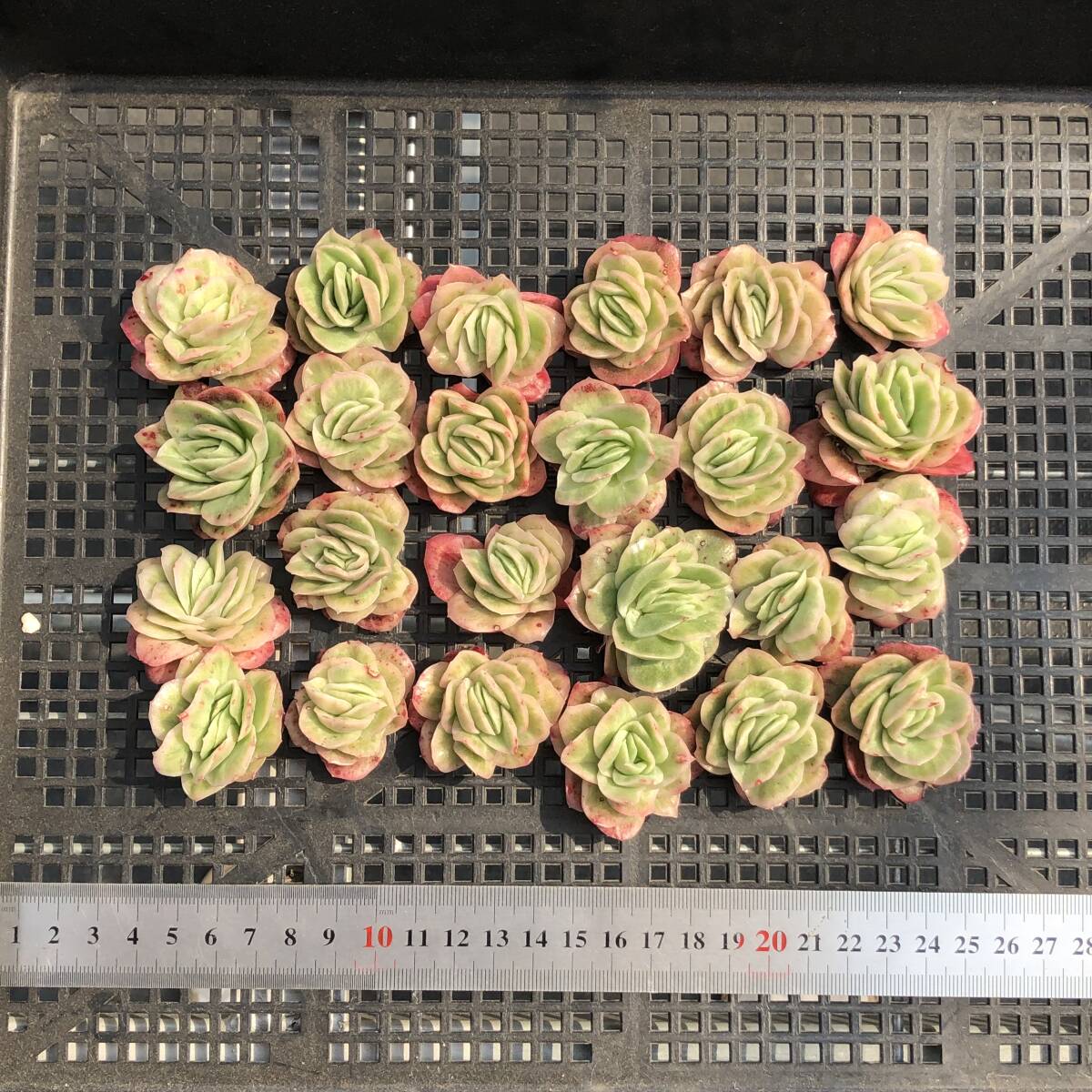 Yahoo!オークション - エケベリア24個 0318-D192 アイスローズ錦 多肉...