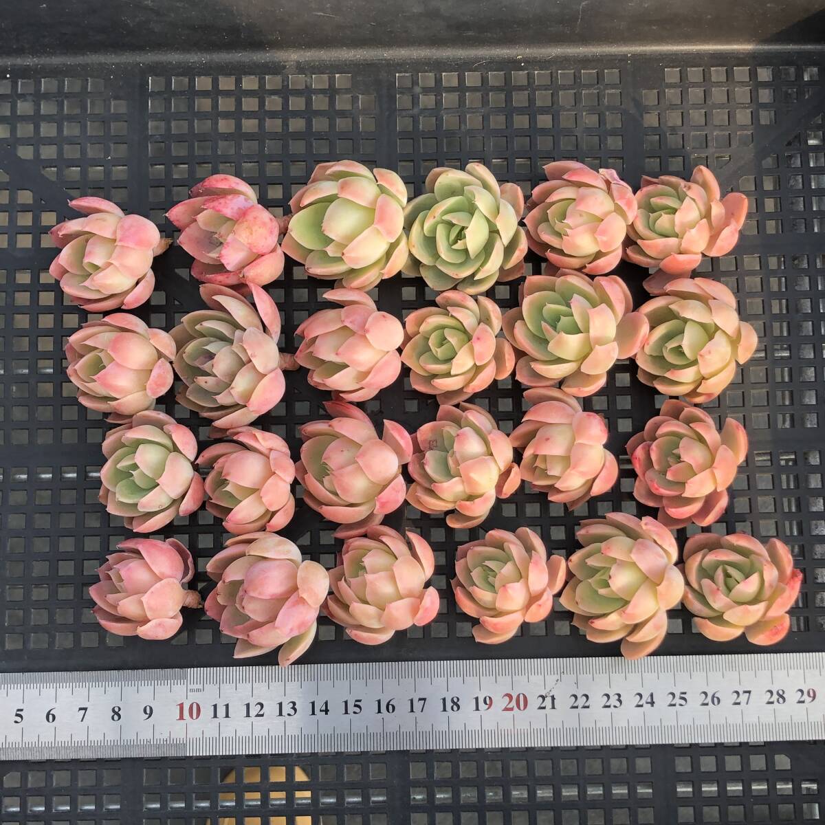 Yahoo!オークション - エケベリア24個 0325-D017 シルクヴェール 多肉...