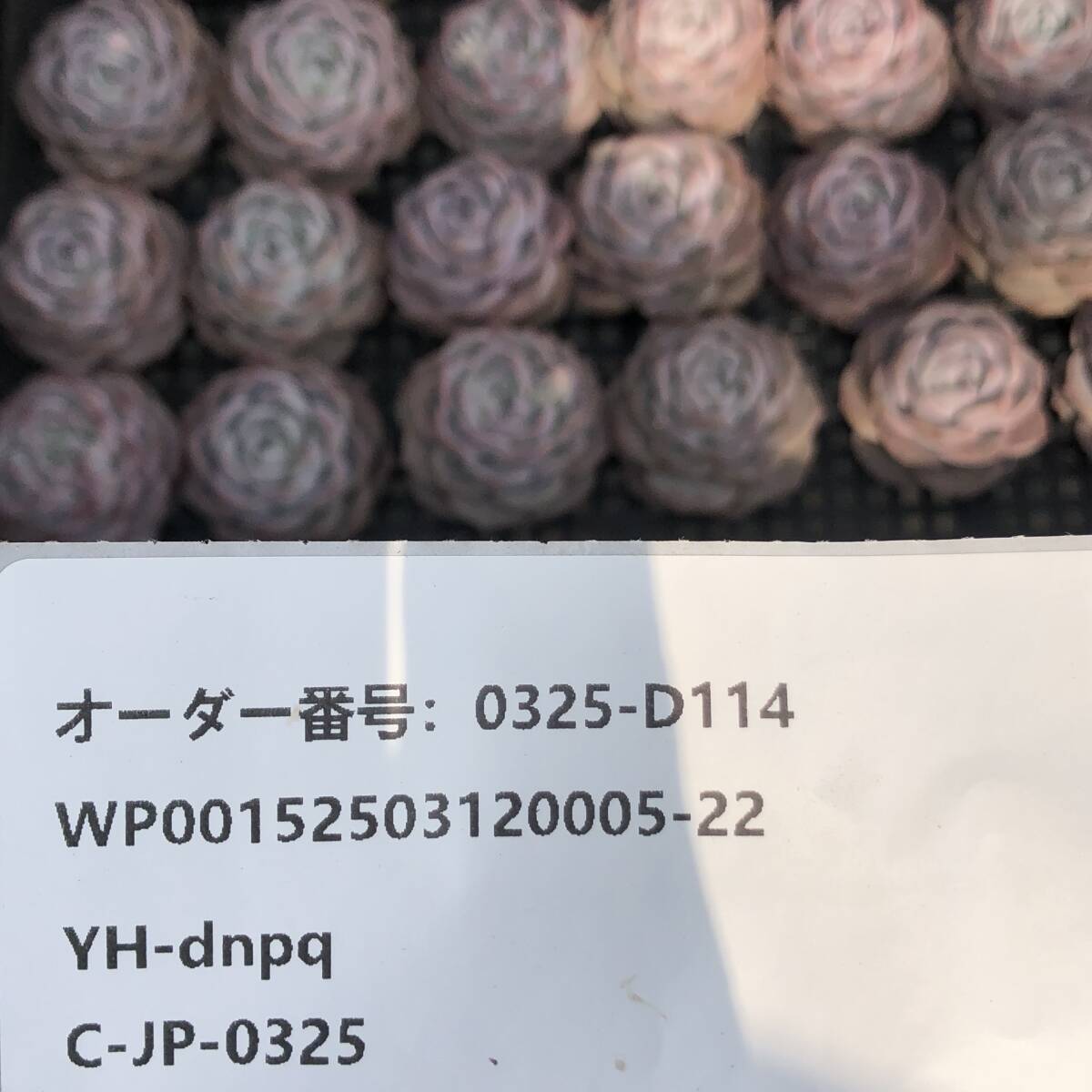 Yahoo!オークション - エケベリア24個 0325-D114 パープル ドリームワ...