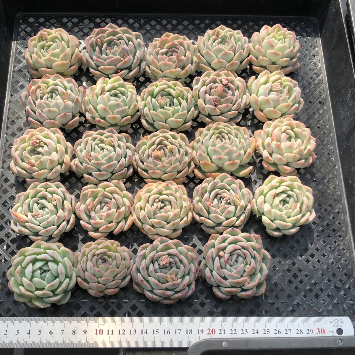 Yahoo!オークション - エケベリア24個 0325-D139 スリョン 多肉植物 カ...