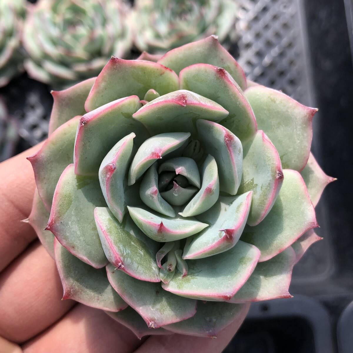 Yahoo!オークション - エケベリア24個 0325-D142 ピンクチップス 多肉...