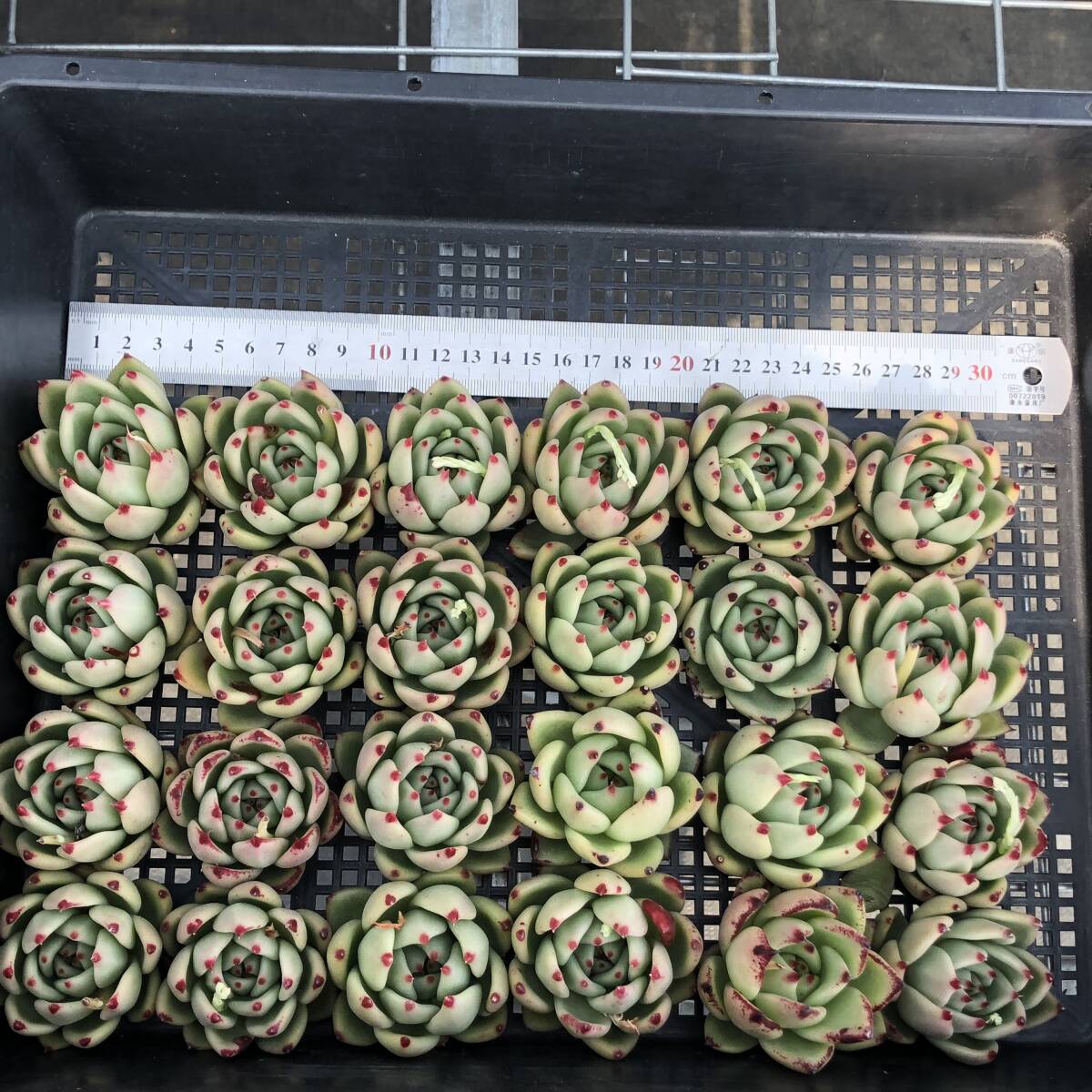 Yahoo!オークション - エケベリア24個 0325-D187 ブルードラゴン x コ...