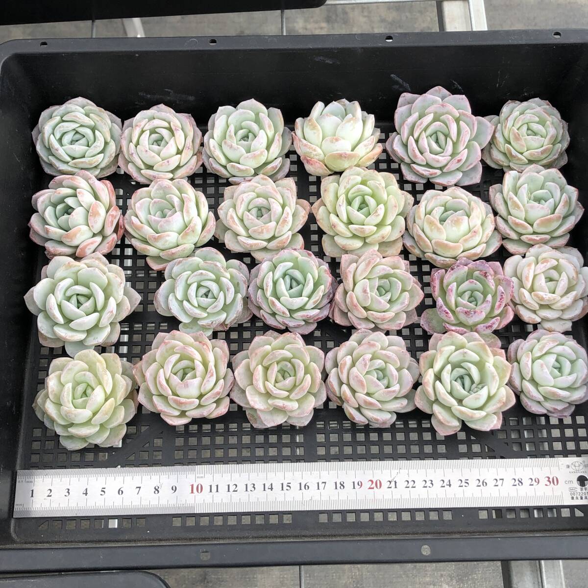 Yahoo!オークション - エケベリア24個 0401-D197 ホワイトスノー 多肉...