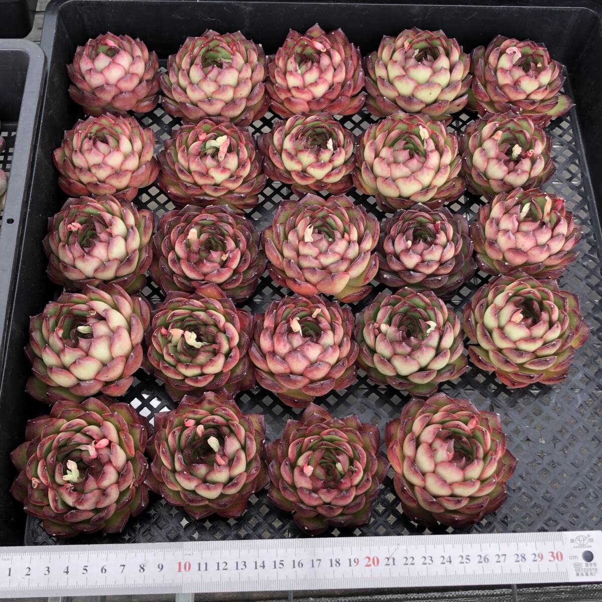 Yahoo!オークション - エケベリア24個 0401-D036 レッドモラン 多肉植...