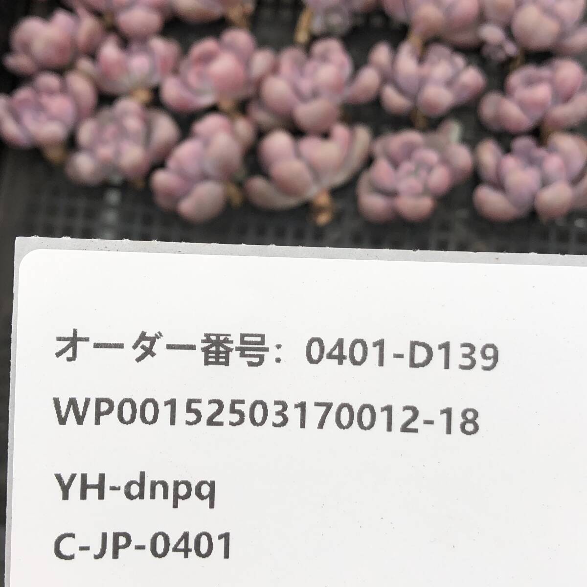 Yahoo!オークション - エケベリア24個 0401-D139 ジュピター 多肉植物 ...