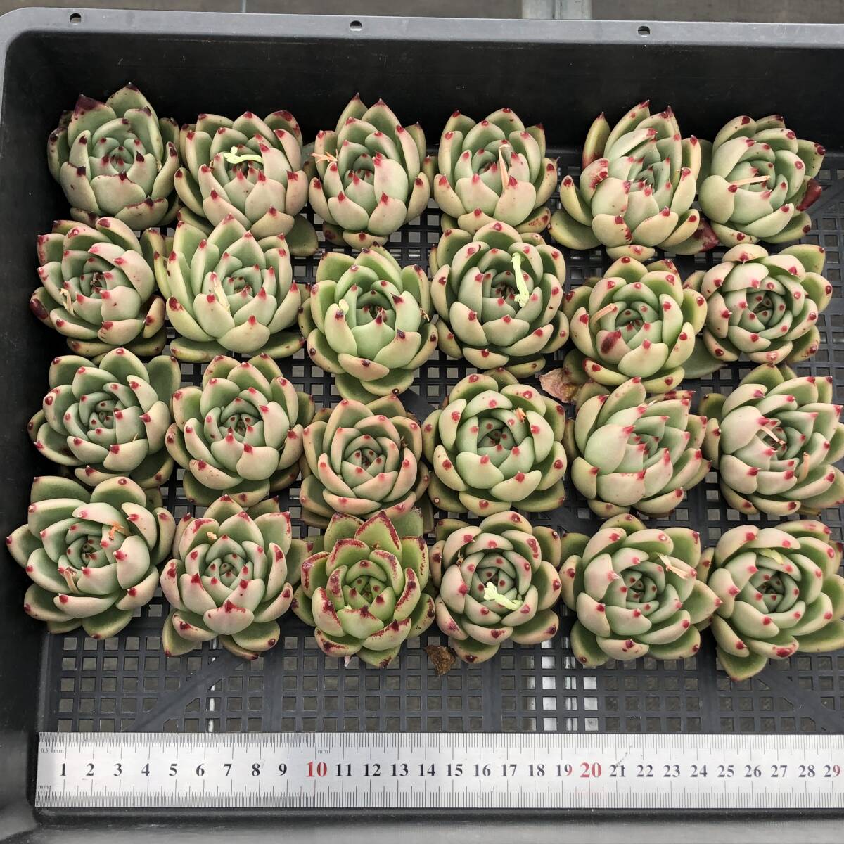 Yahoo!オークション - エケベリア24個 0401-D163 ブルードラゴン x コ...