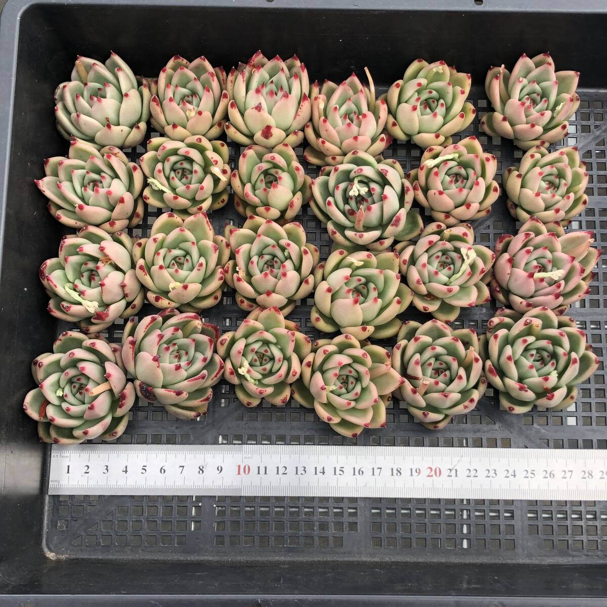 Yahoo!オークション - エケベリア24個 0401-D164 ブルードラゴン x コ...