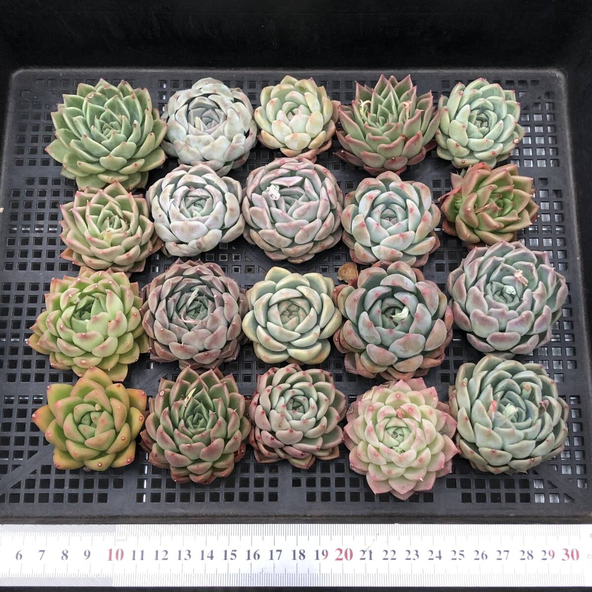 Yahoo!オークション - エケベリア 20個 0331K-O132 ミックス苗（名前な...