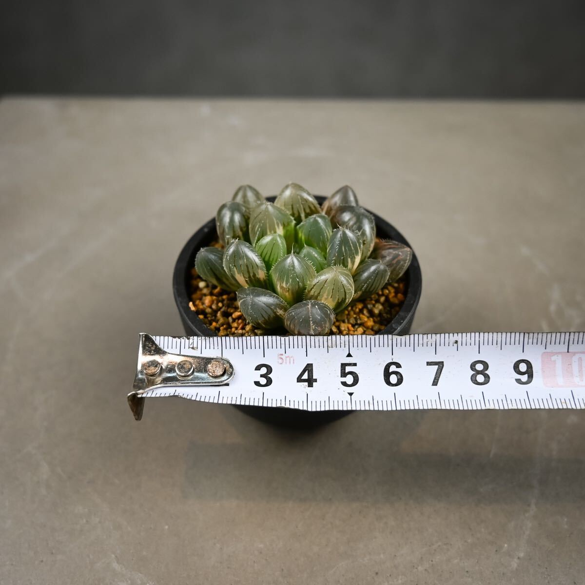 Yahoo!オークション - GM16. Hawortihia cooperi 'Kyodai Akasen Lens'...