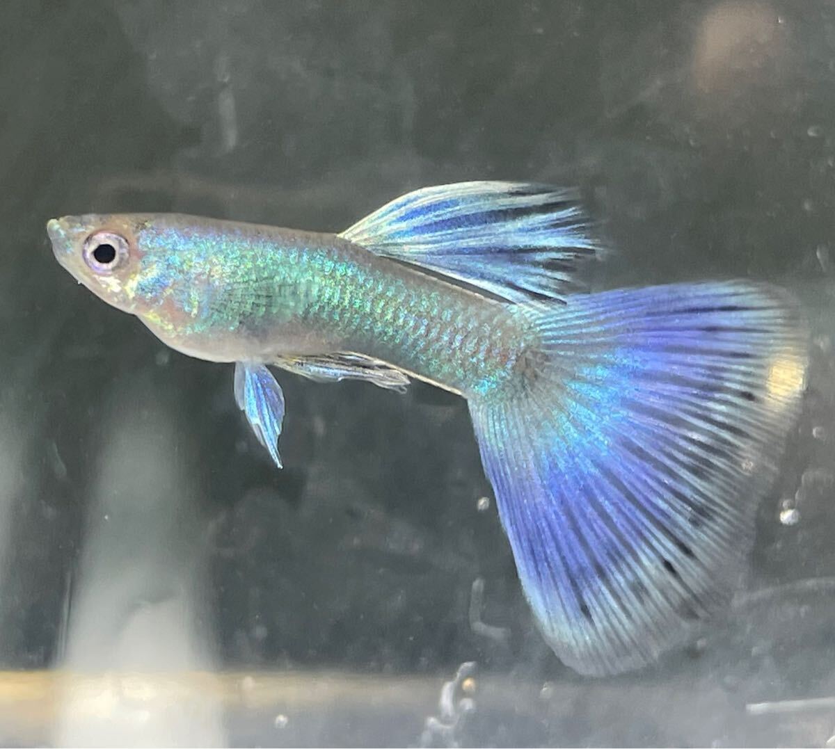 Yahoo!オークション - モスコーブルーリボン1水槽分 RREA系