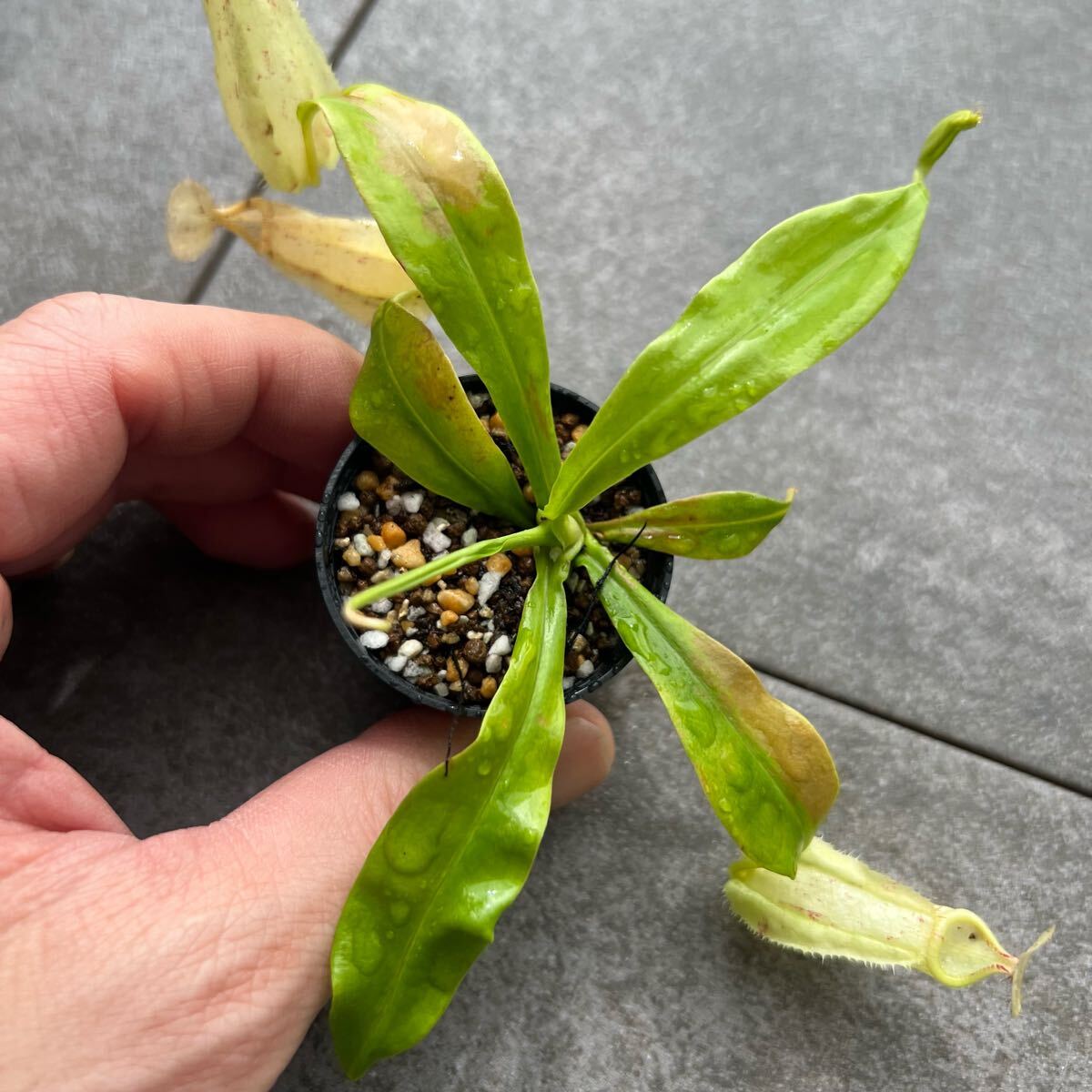 Yahoo!オークション - BE-3722 N. rafflesiana Brunei speckled ウツボ...