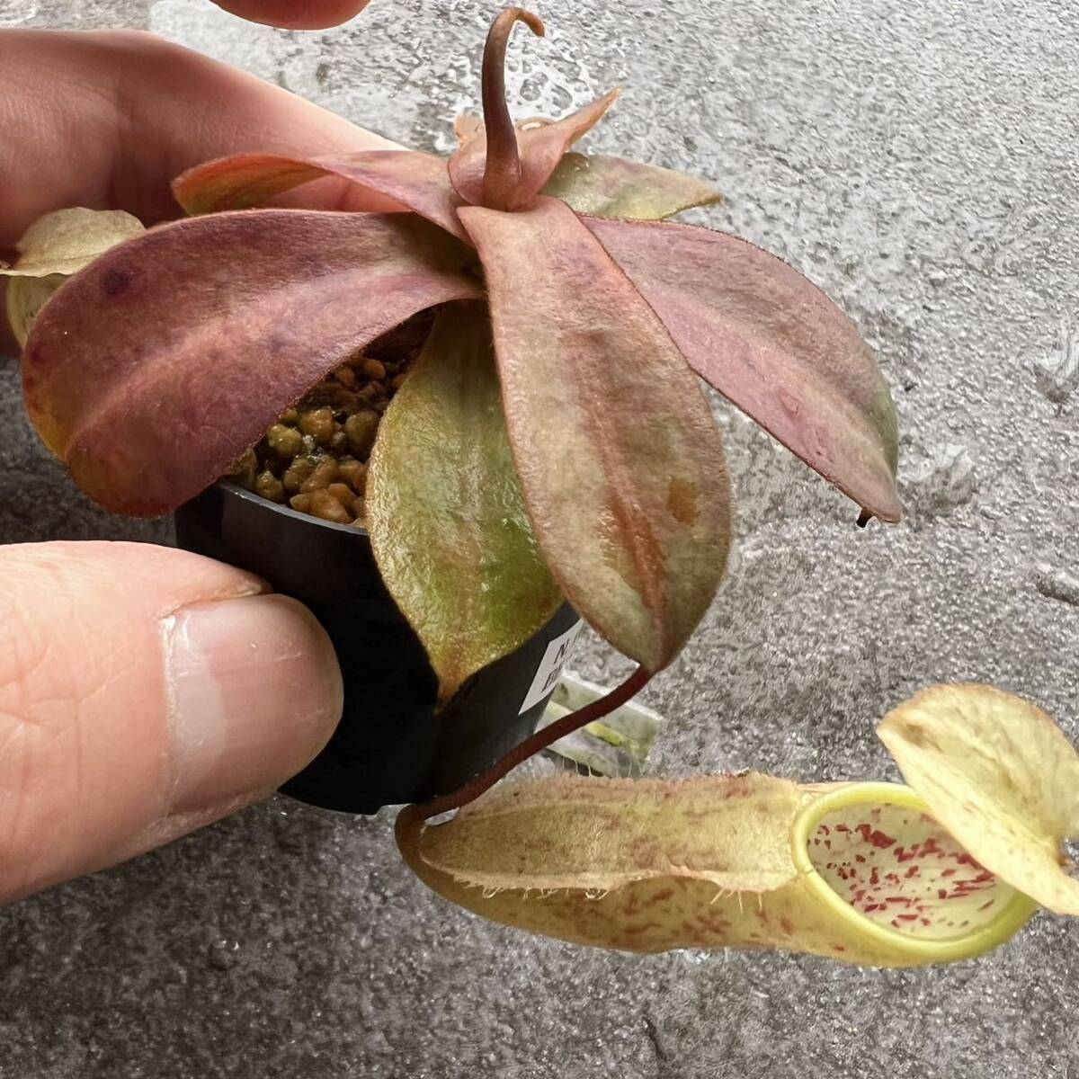 Yahoo!オークション - BE-4618 N. mapuluensis clone6 ウツボカズラ 食...