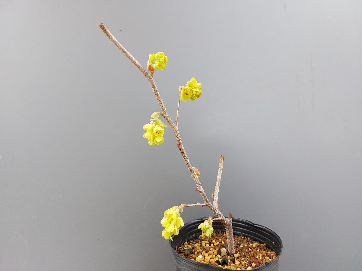 Yahoo!オークション - 0330012 支那ミズキ