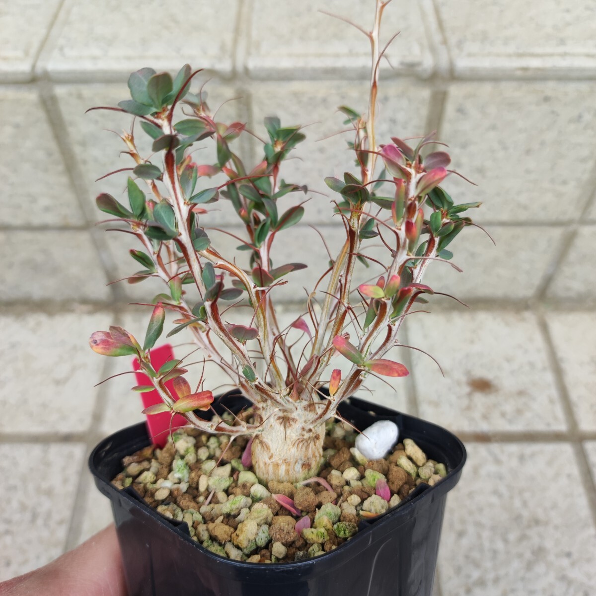 Yahoo!オークション - Fouquieria columnaris 実生 フォークイエリア ...