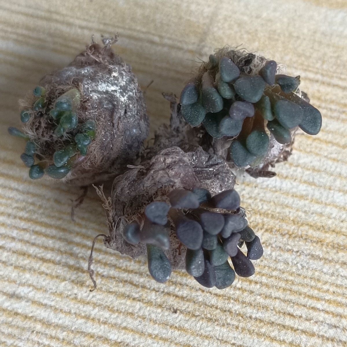 Yahoo!オークション - F571 貴重植物 塊根植物 Anacampseros comptonii...