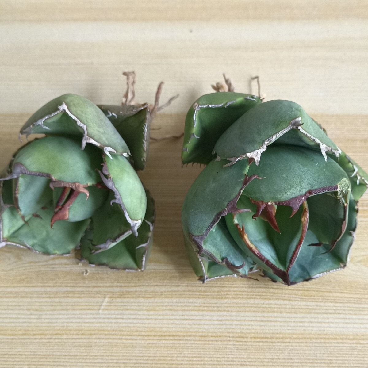 Yahoo!オークション - F565 特選 アガベ チタノタ ジャガーノート 純血...