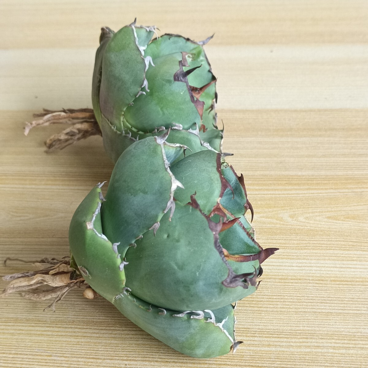 Yahoo!オークション - F565 特選 アガベ チタノタ ジャガーノート 純血...