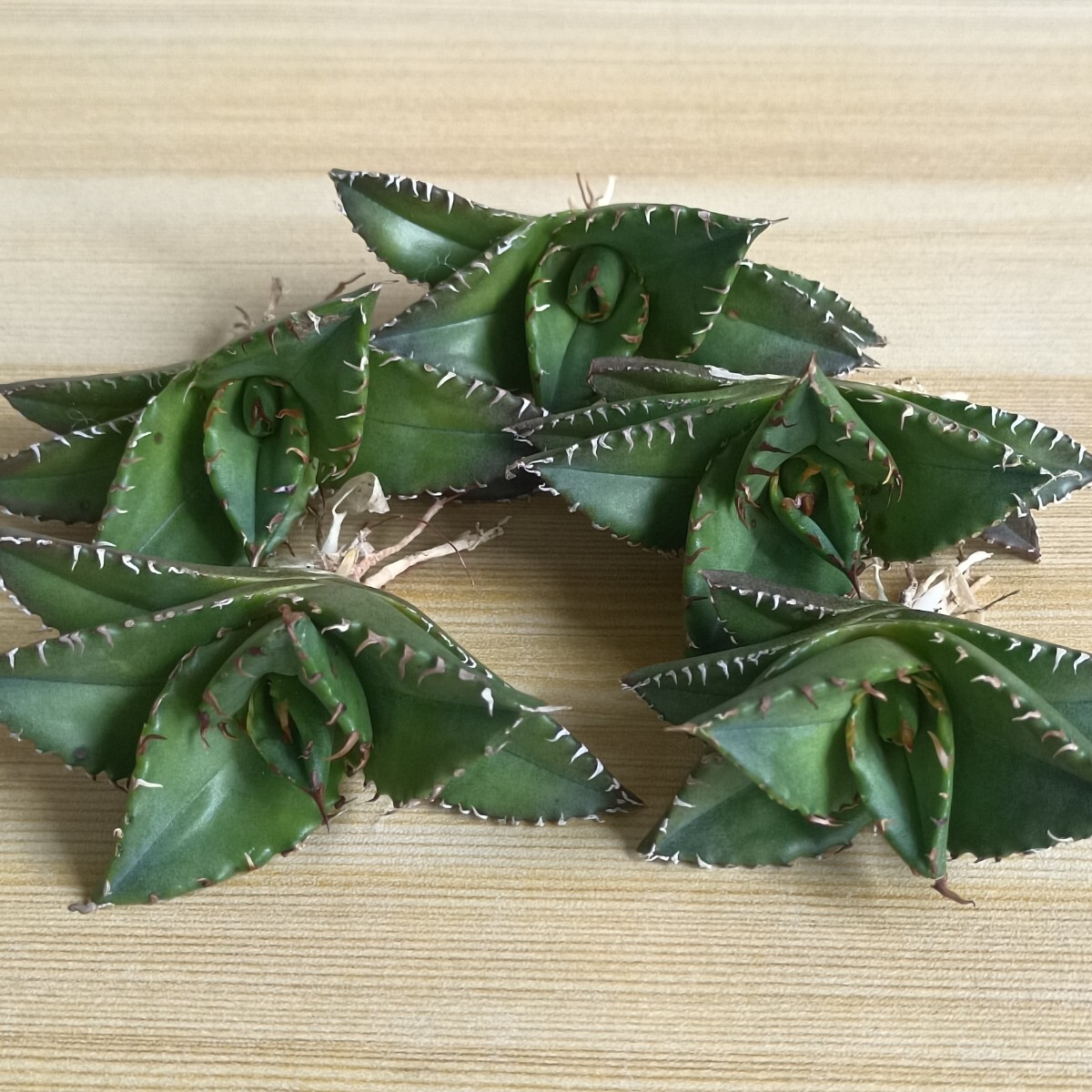 Yahoo!オークション - F570 特選 アガベ チタノタ 白鯨 福建白鯨 狂刺...