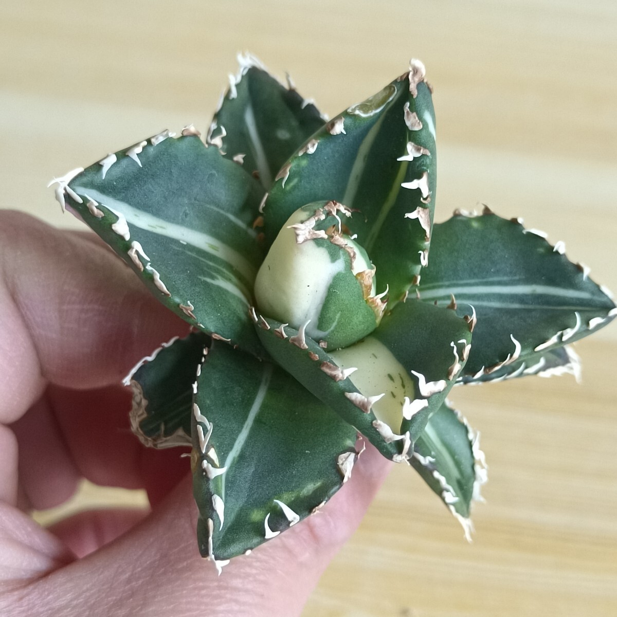 Yahoo!オークション - F519 特選 アガベ チタノタ 狼人錦 極上斑入り ...