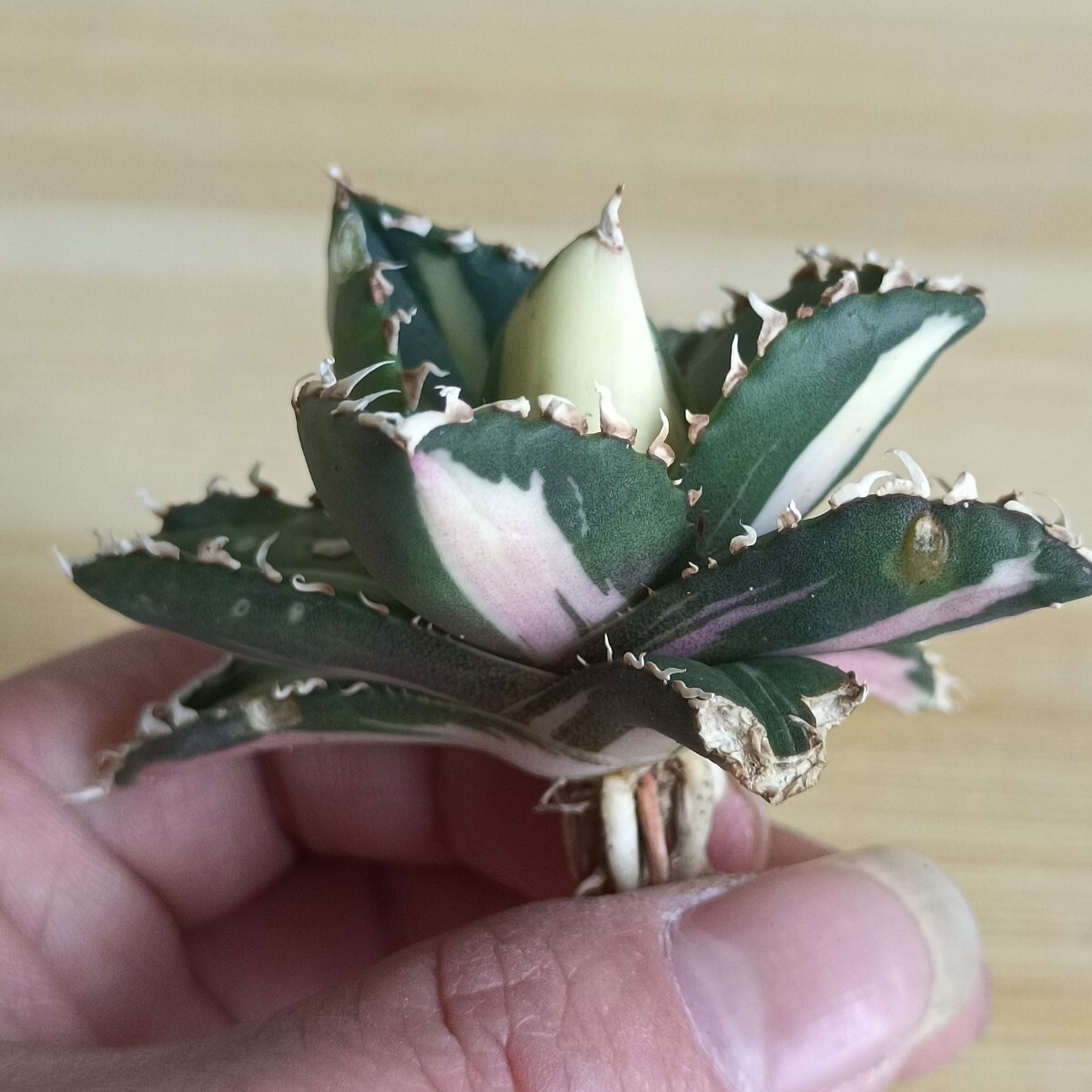 Yahoo!オークション - F519 特選 アガベ チタノタ 狼人錦 極上斑入り ...