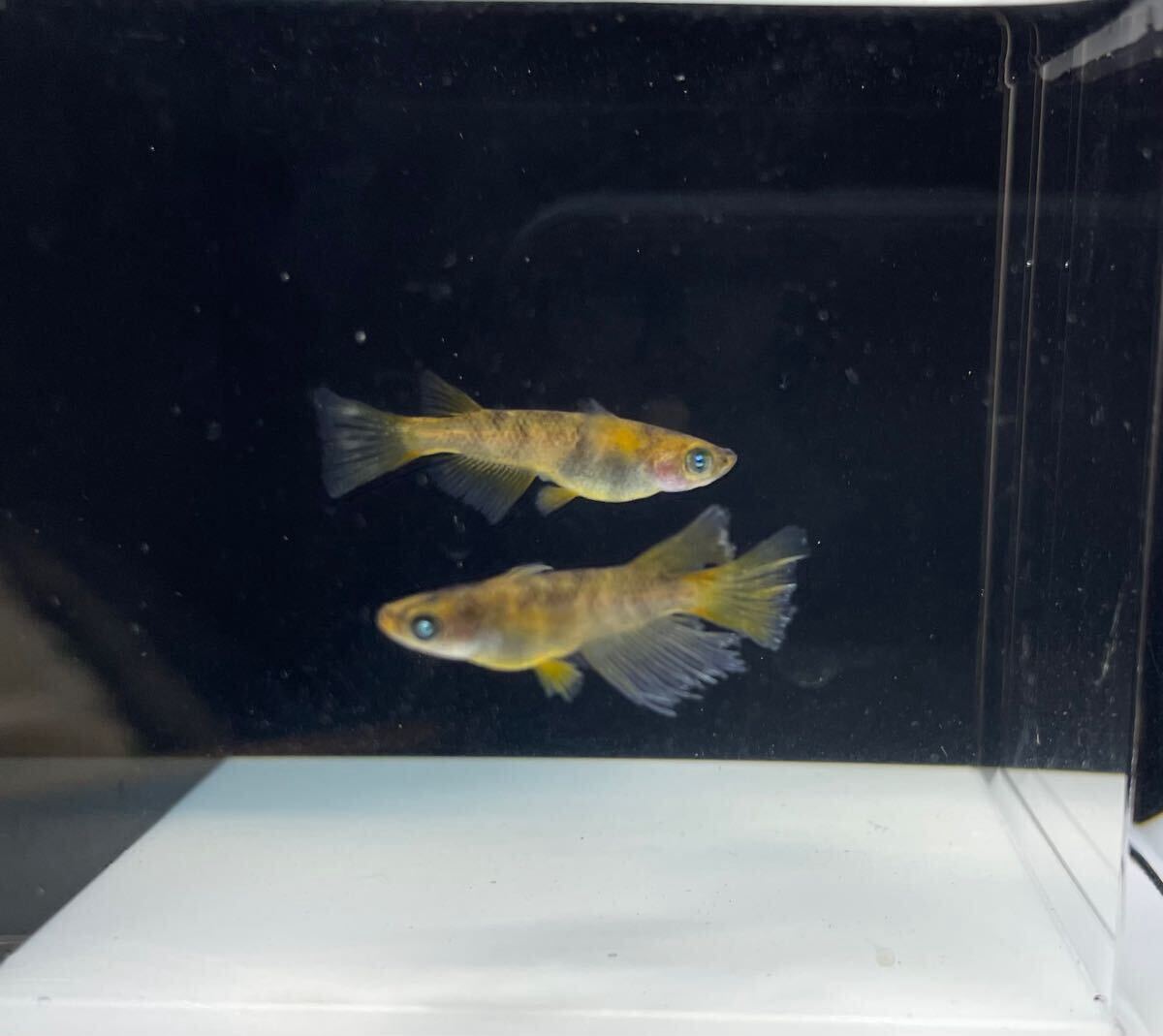 Yahoo!オークション - AW-03Rリアルロングフィン 有精卵15＋α （検索...