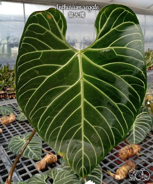 Yahoo!オークション - Y036 Anthurium regale【アロイド・アンスリウム...