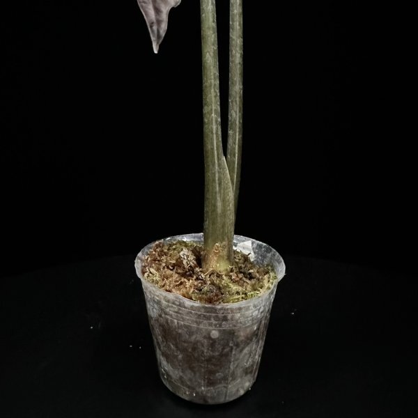 Yahoo!オークション - Y787 Alocasia sanderiana 'Nobilis'【25/02/13...